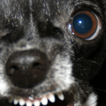 Dealing With Food Aggression In Chihuahua Dogs | I Love My Chi