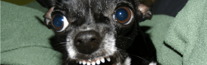 Chihuahua Aggression | I Love My Chi