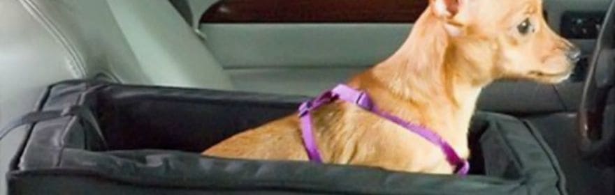 10 Best Dog Car Carriers | I Love My Chi