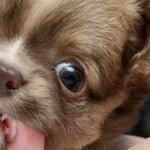 Chihuahua Teeth: How to Keep Those Pearly Whites Healthy | I Love My Chi