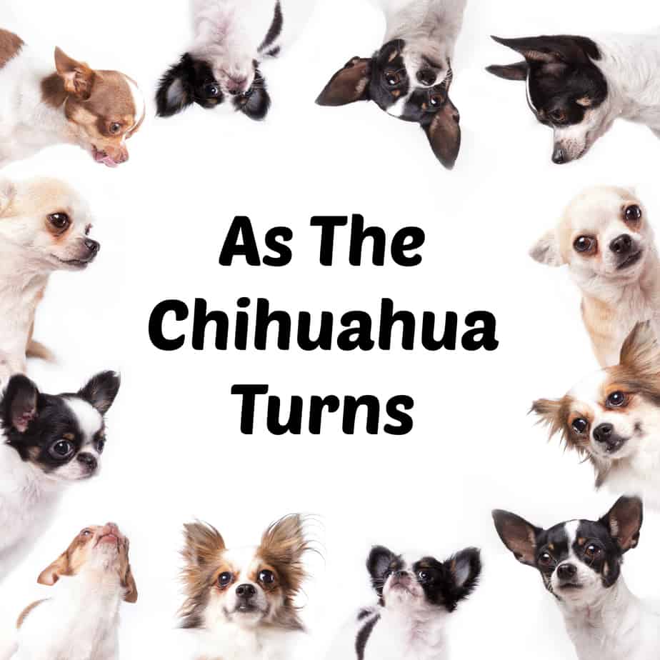 20 Chihuahua Memes That will Make You Laugh - I Love My Chi