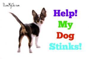 Help! My Dog Stinks! - I Love My Chi