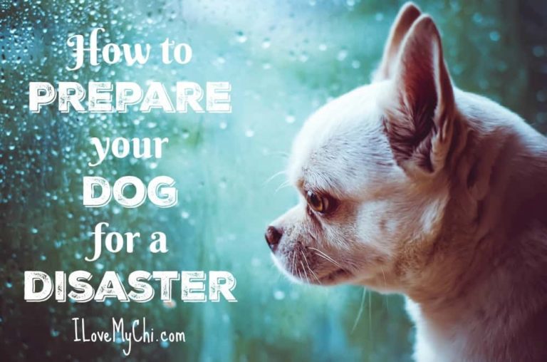 How to Prepare Your Dog for Disasters - I Love My Chi