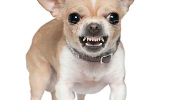 Chihuahua Training Archives | Page 2 of 8 | I Love My Chi