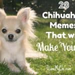 20 Chihuahua Memes That will Make You Laugh | I Love My Chi