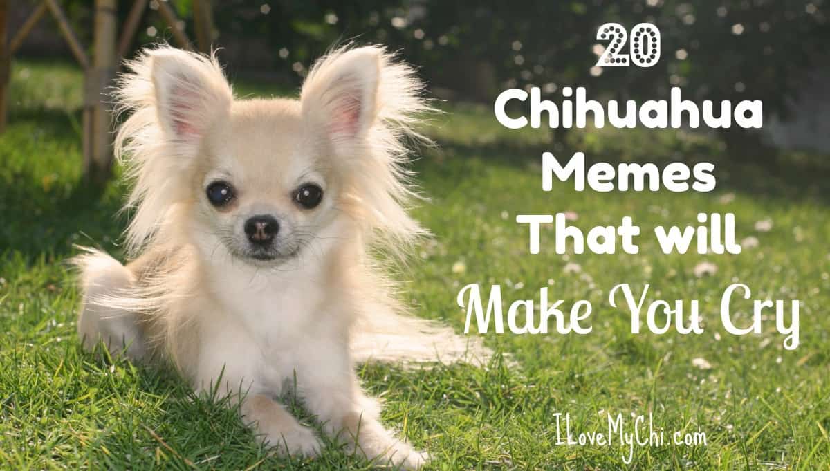 20 Chihuahua Memes That will Make You Cry - I Love My Chi