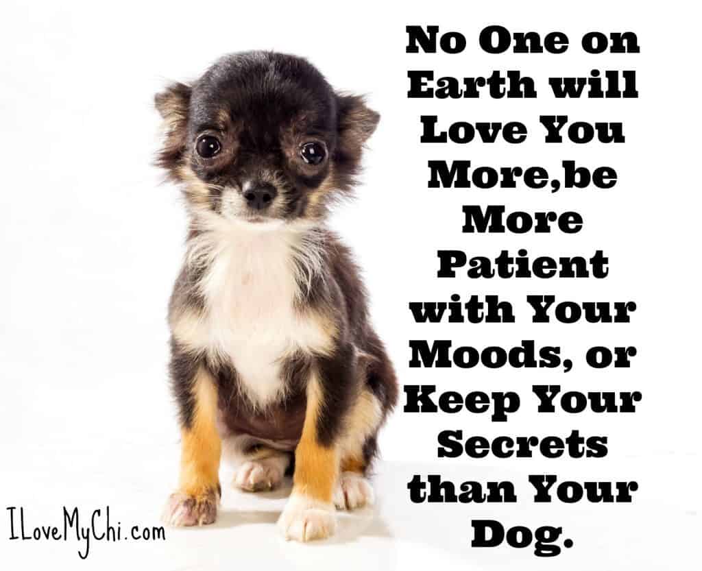 20 Chihuahua Memes That will Make You Cry - I Love My Chi
