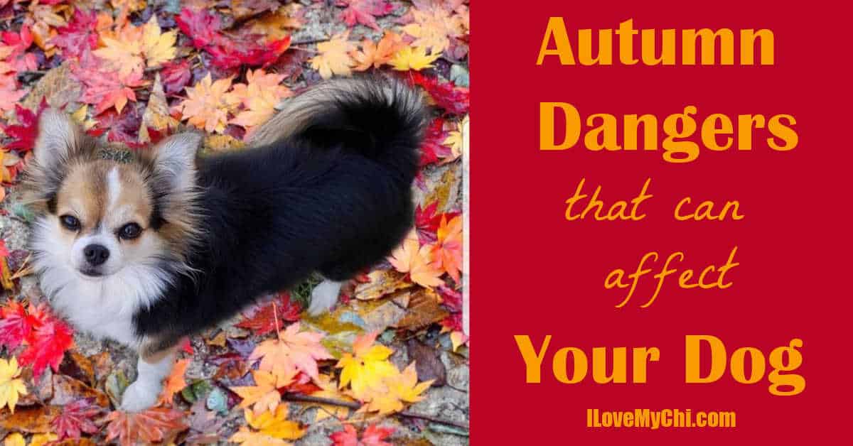 Autumn Dangers That Can Affect Your Dog - I Love My Chi