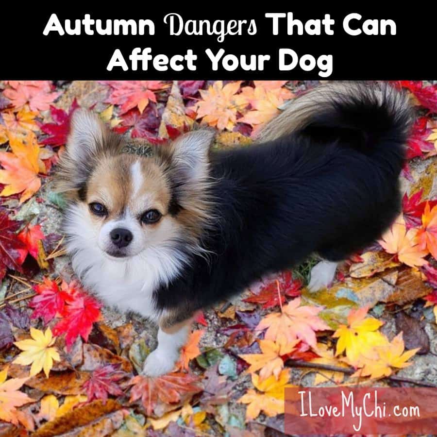 Autumn Dangers That Can Affect Your Dog | I Love My Chi