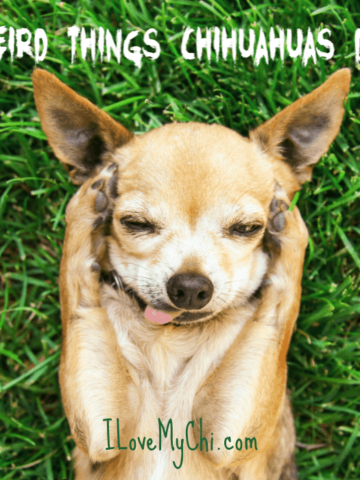 7 Interesting Apple Head Chihuahua Facts - I Love My Chi