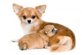 7 Interesting Apple Head Chihuahua Facts - I Love My Chi