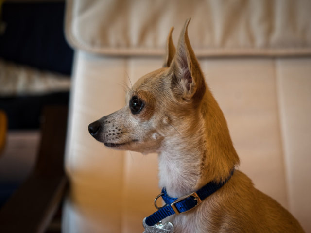 12 Facts About Deer Head Chihuahuas - I Love My Chi