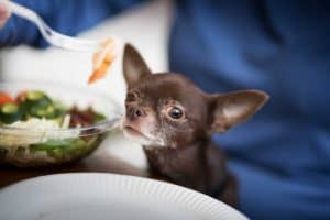 Should You Prepare Homemade Meals For Your Chihuahua? - I Love My Chi