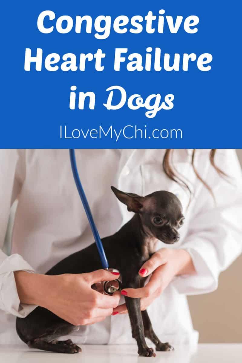 What you need to know about Congestive Heart Failure in Dogs - I Love ...