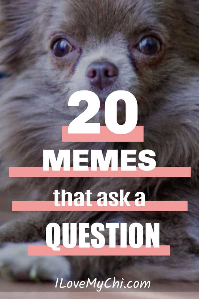 20 Chihuahua Memes That Ask a Question - I Love My Chi