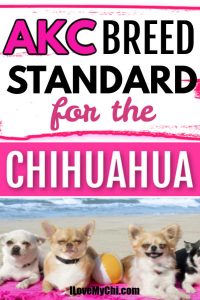 The AKC Breed Standard for the Chihuahua - I Love My Chi