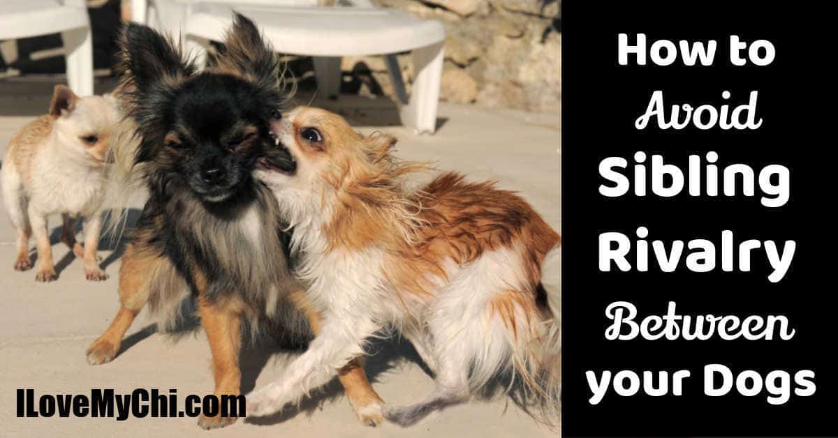 How to Avoid Sibling Rivalry Between your Dogs - I Love My Chi How to Avoid Sibling Rivalry Between your Dogs - I Love My Chi
