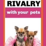 How to Avoid Sibling Rivalry Between your Dogs | I Love My Chi