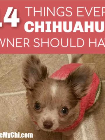 30 Chihuahua Memes that Will Make You Laugh - I Love My Chi