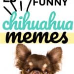 26 More Funny Chihuahua Memes | I Love My Chi