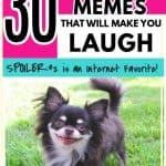 30 Chihuahua Memes that Will Make You Laugh | I Love My Chi