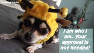 26 More Funny Chihuahua Memes - I Love My Chi