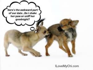 26 More Funny Chihuahua Memes - I Love My Chi