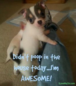 26 More Funny Chihuahua Memes - I Love My Chi