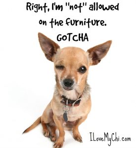 30 Chihuahua Memes that Will Make You Laugh - I Love My Chi