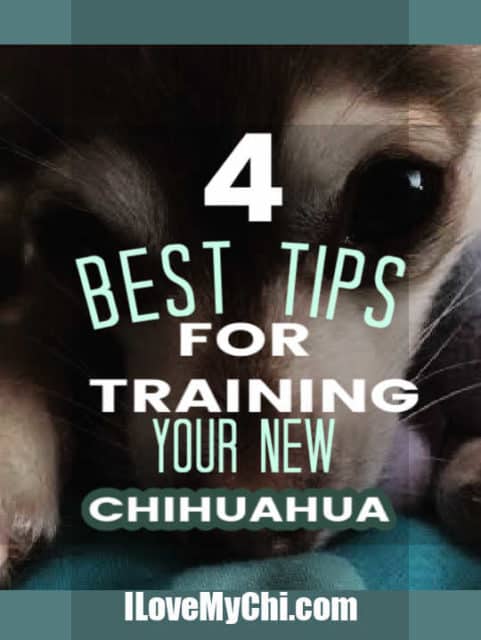 4 Best Tips For Training Your New Chihuahua - I Love My Chi