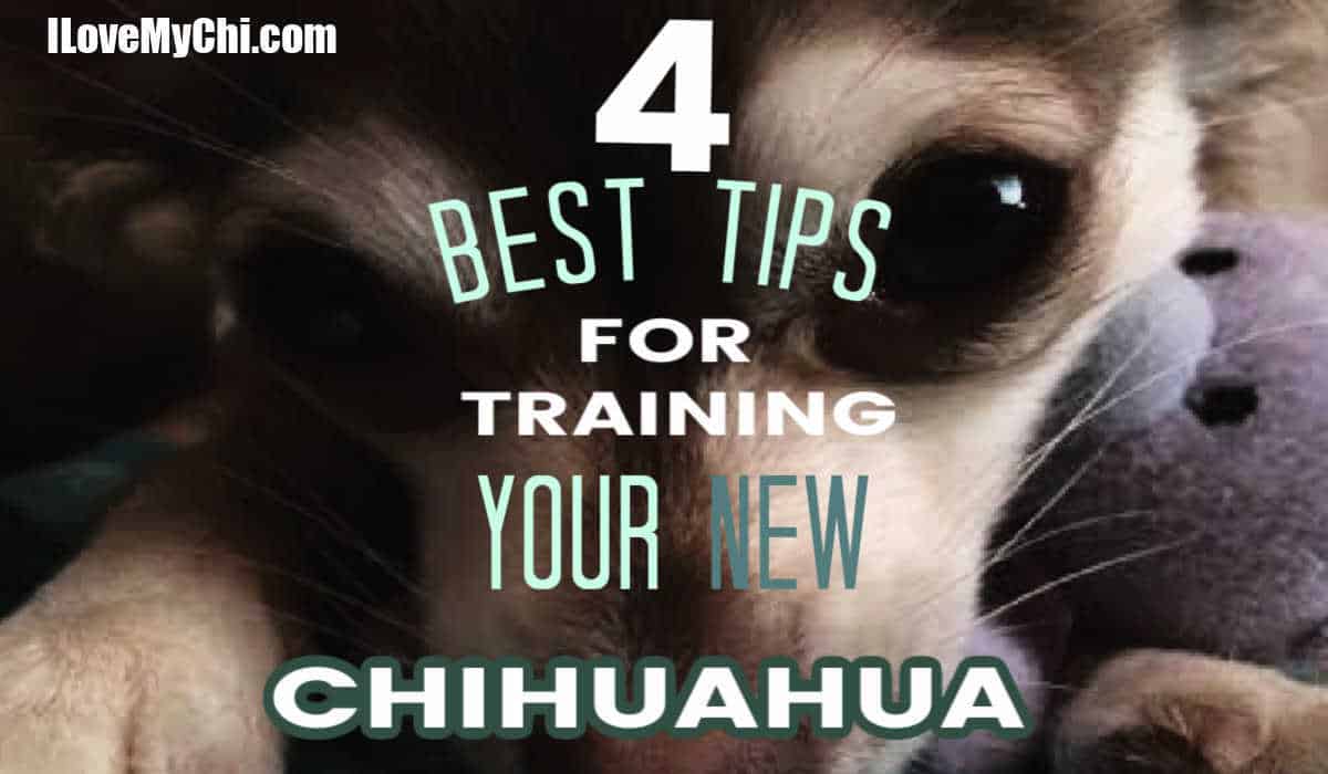 4 Best Tips For Training Your New Chihuahua - I Love My Chi