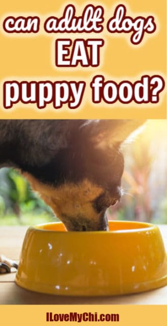 Can Adult Dogs Eat Puppy Food? - I Love My Chi