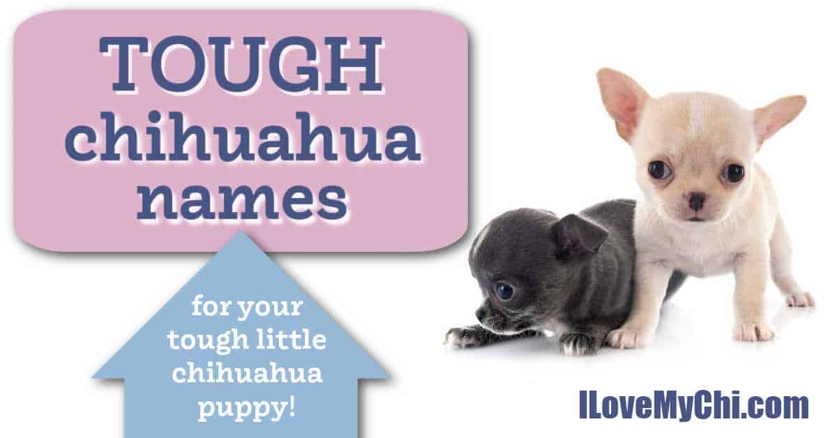 Tough Chihuahua Names - I Love My Chi