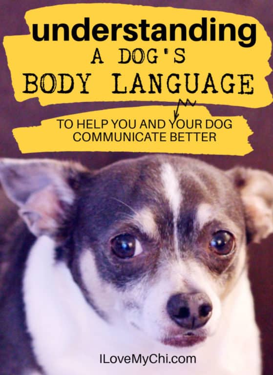 Speaking Dog: A Deep Dive into the Language of Canine Body Signals - I ...