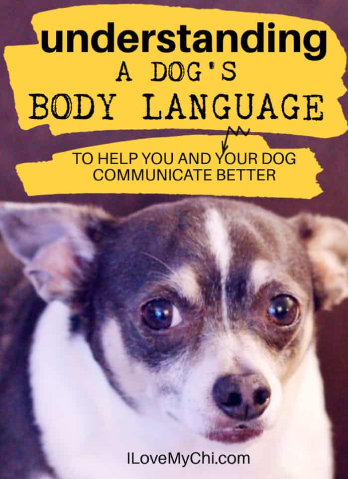 Speaking Dog: A Deep Dive into the Language of Canine Body Signals - I ...