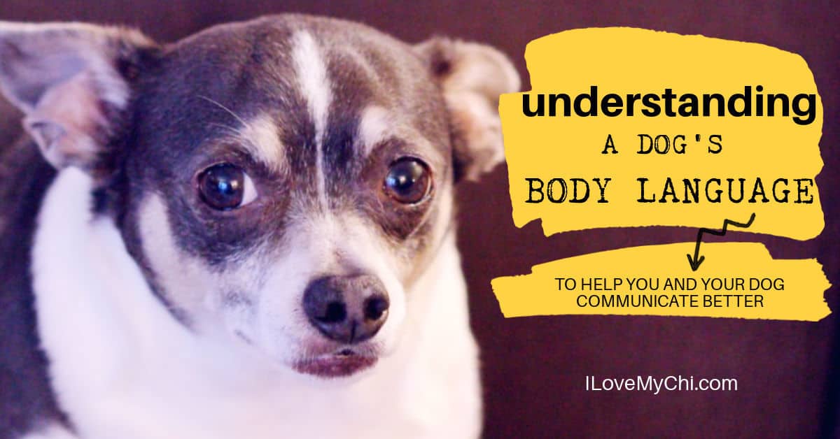 Speaking Dog: A Deep Dive into the Language of Canine Body Signals - I ...