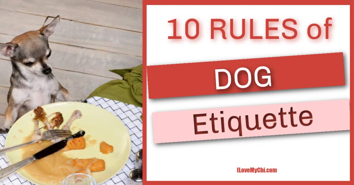 10 Basics Rules of Dog Etiquette - I Love My Chi