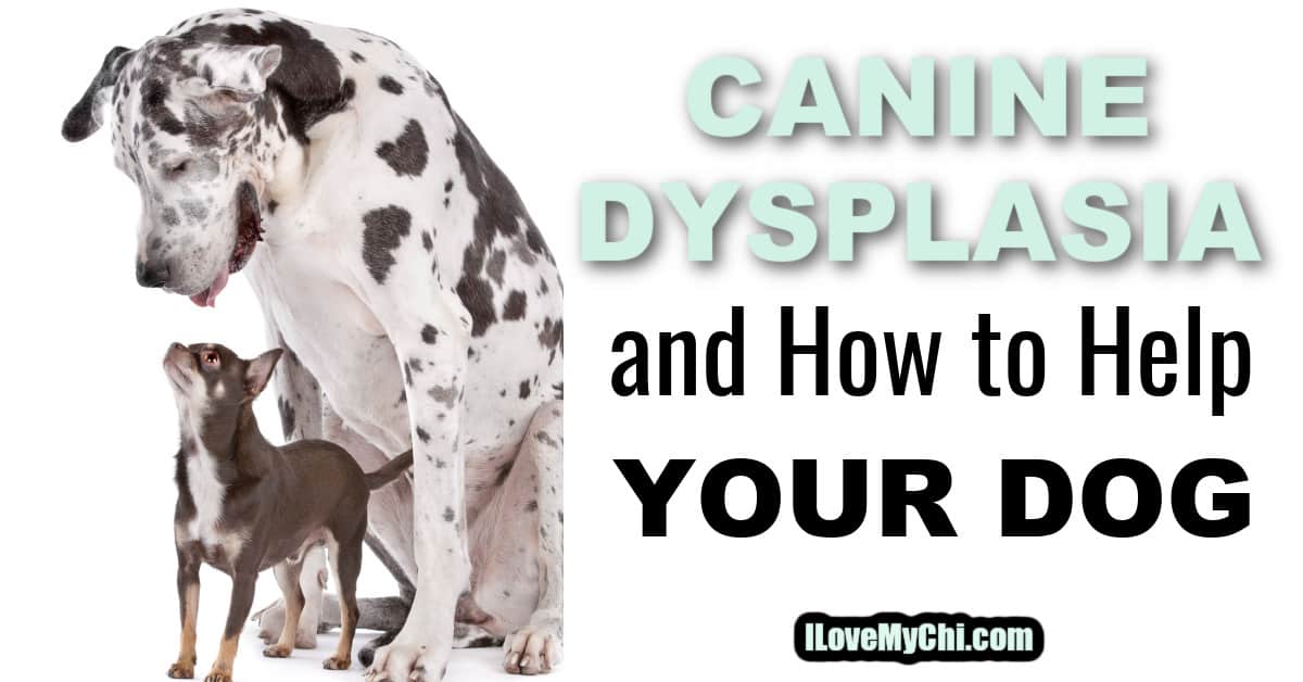 Canine Dysplasia and How to Help Your Dog - I Love My Chi