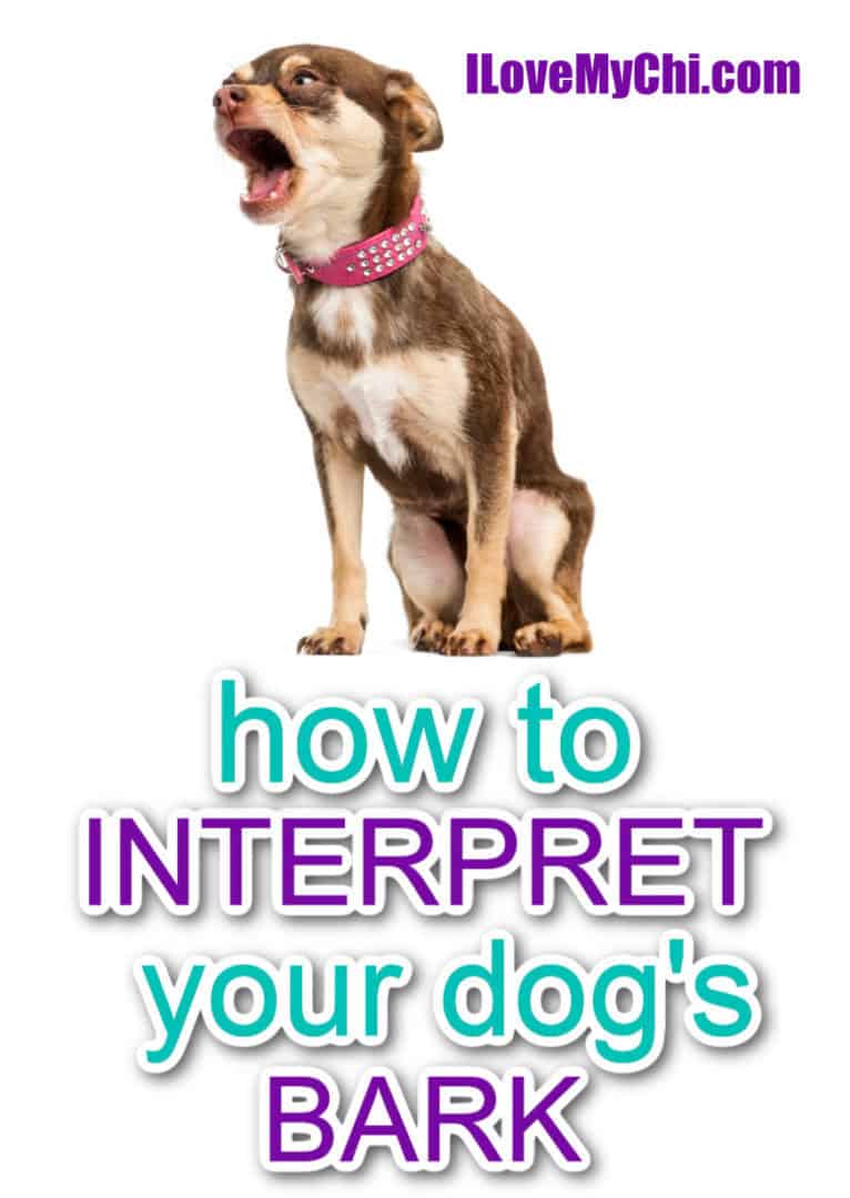 How to Interpret Your Dogs Bark - I Love My Chi