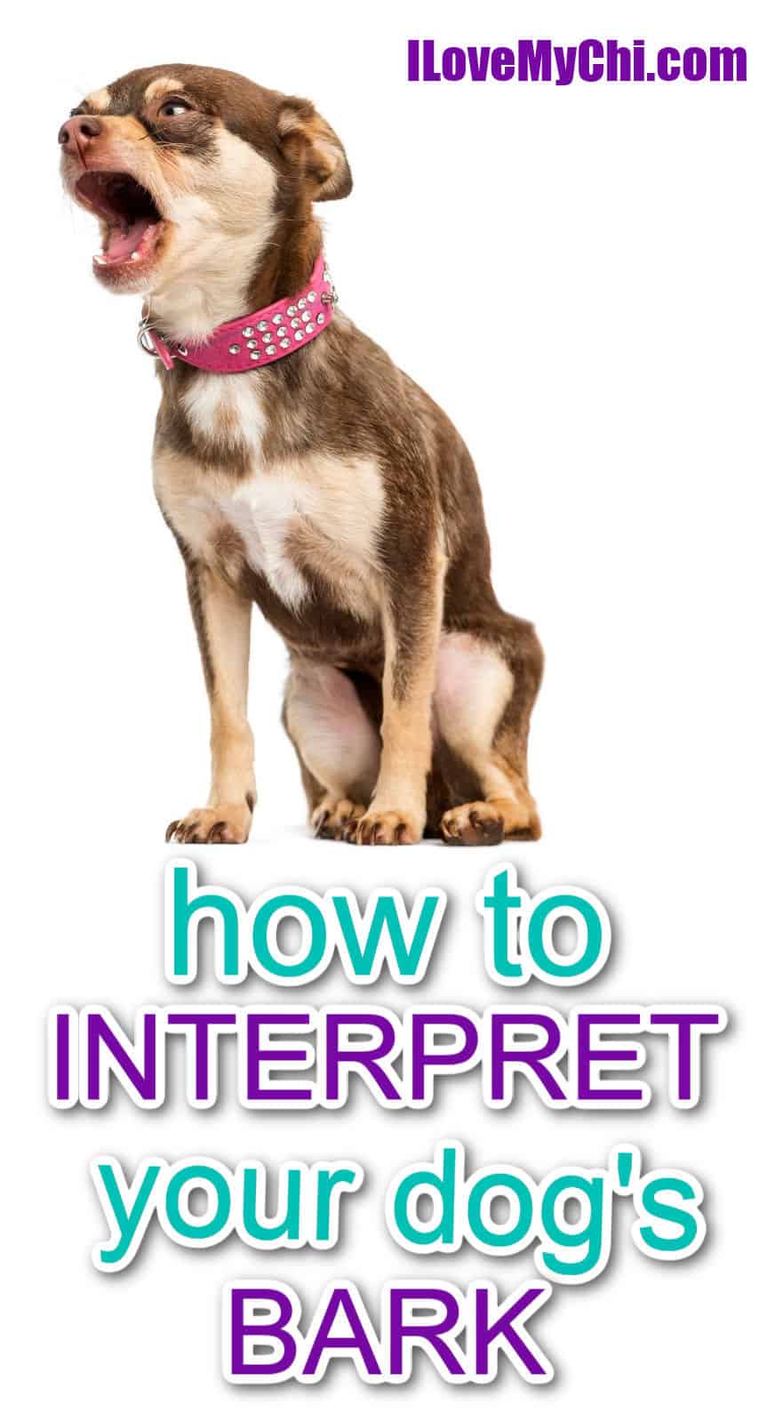 How to Interpret Your Dogs Bark - I Love My Chi