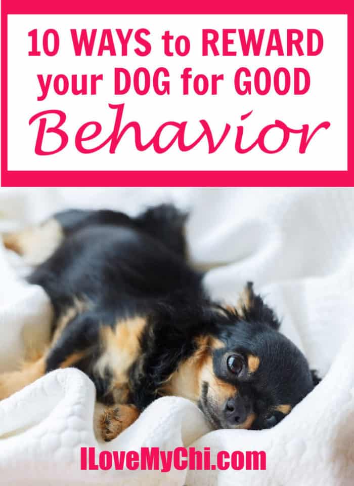 10 Ways to Reward Your Dog for Good Behavior - I Love My Chi