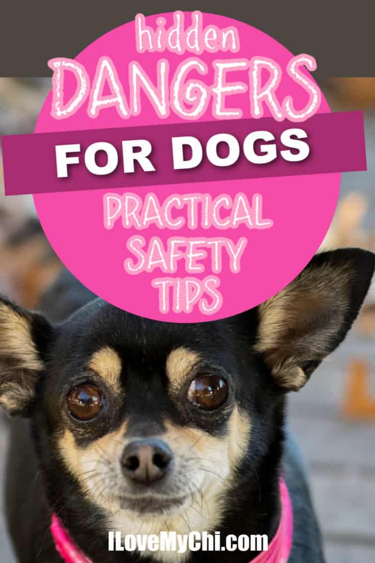 Hidden Dangers for Dogs: Practical Safety Tips for Dog Owners - I Love ...