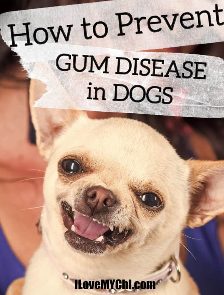 How to Prevent Gum Disease in Dogs - I Love My Chi