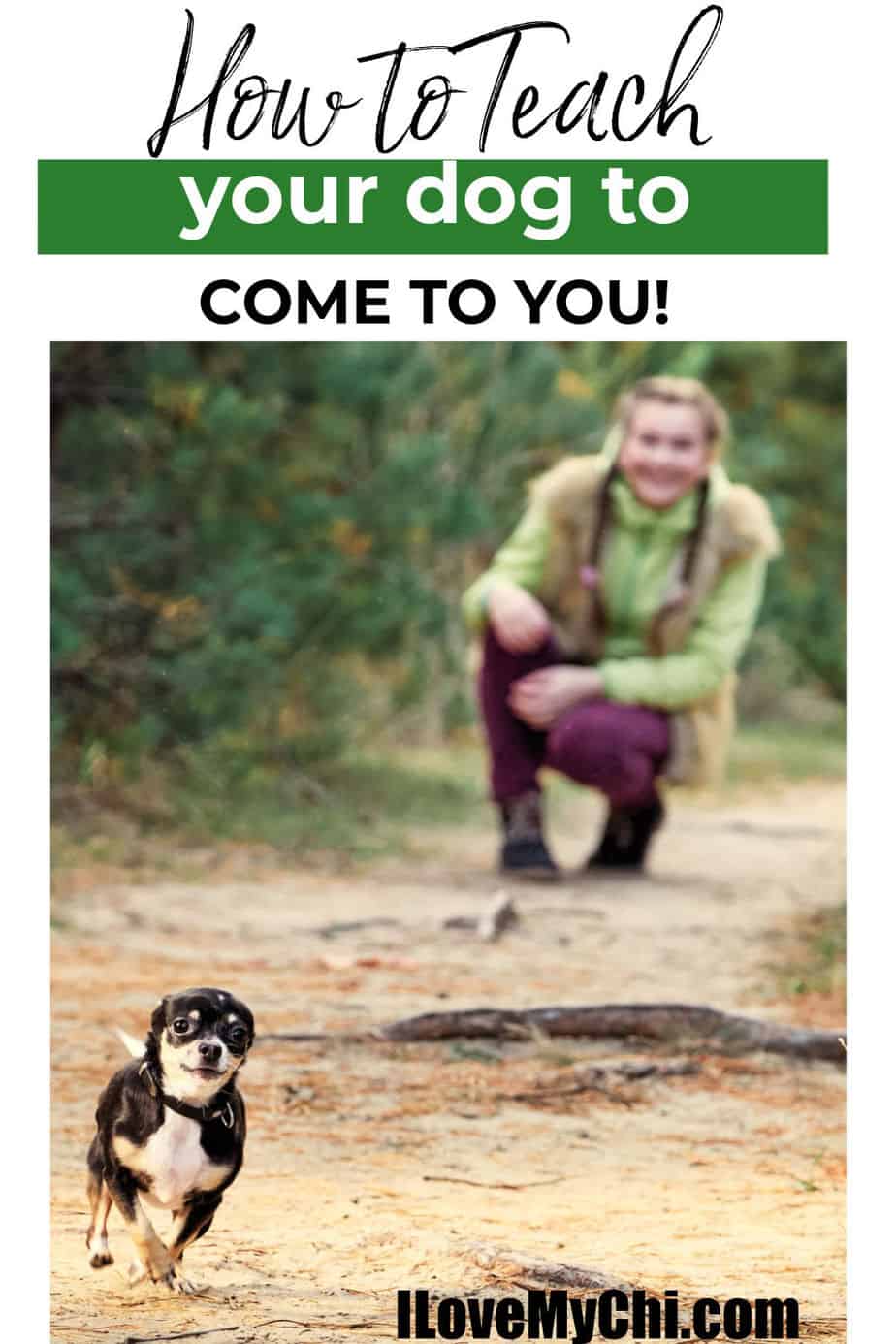 How to Teach Your Dog to Come to You - I Love My Chi