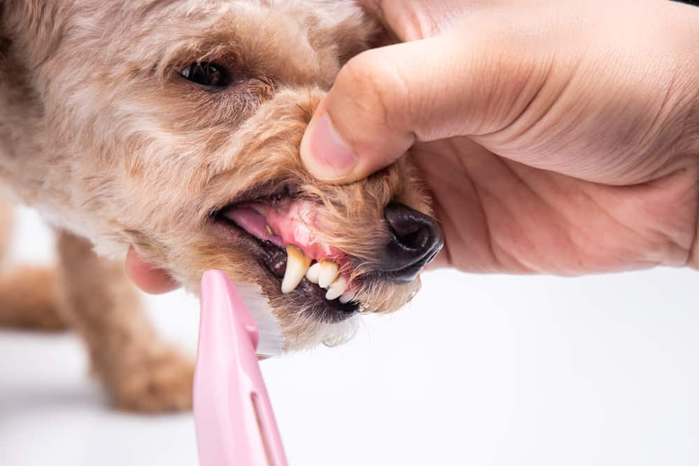 How to Prevent Gum Disease in Dogs - I Love My Chi