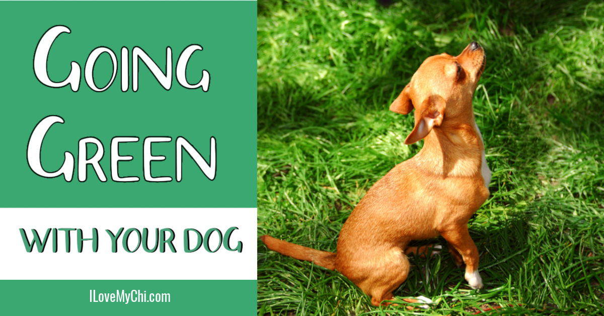 Going Green With Your Dog - I Love My Chi