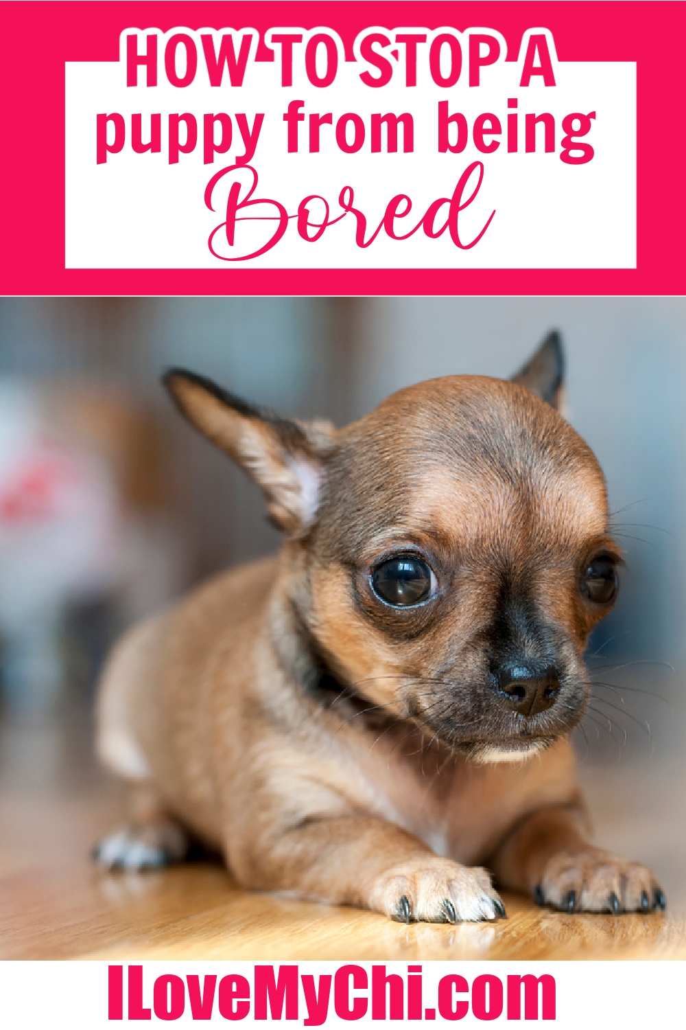 How to Stop a Puppy From Being Bored - I Love My Chi