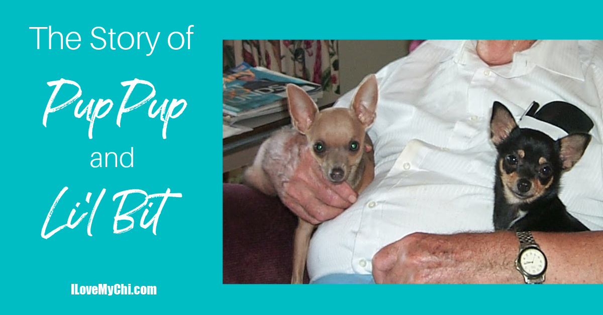 The Story of PupPup and Li’l Bit - I Love My Chi