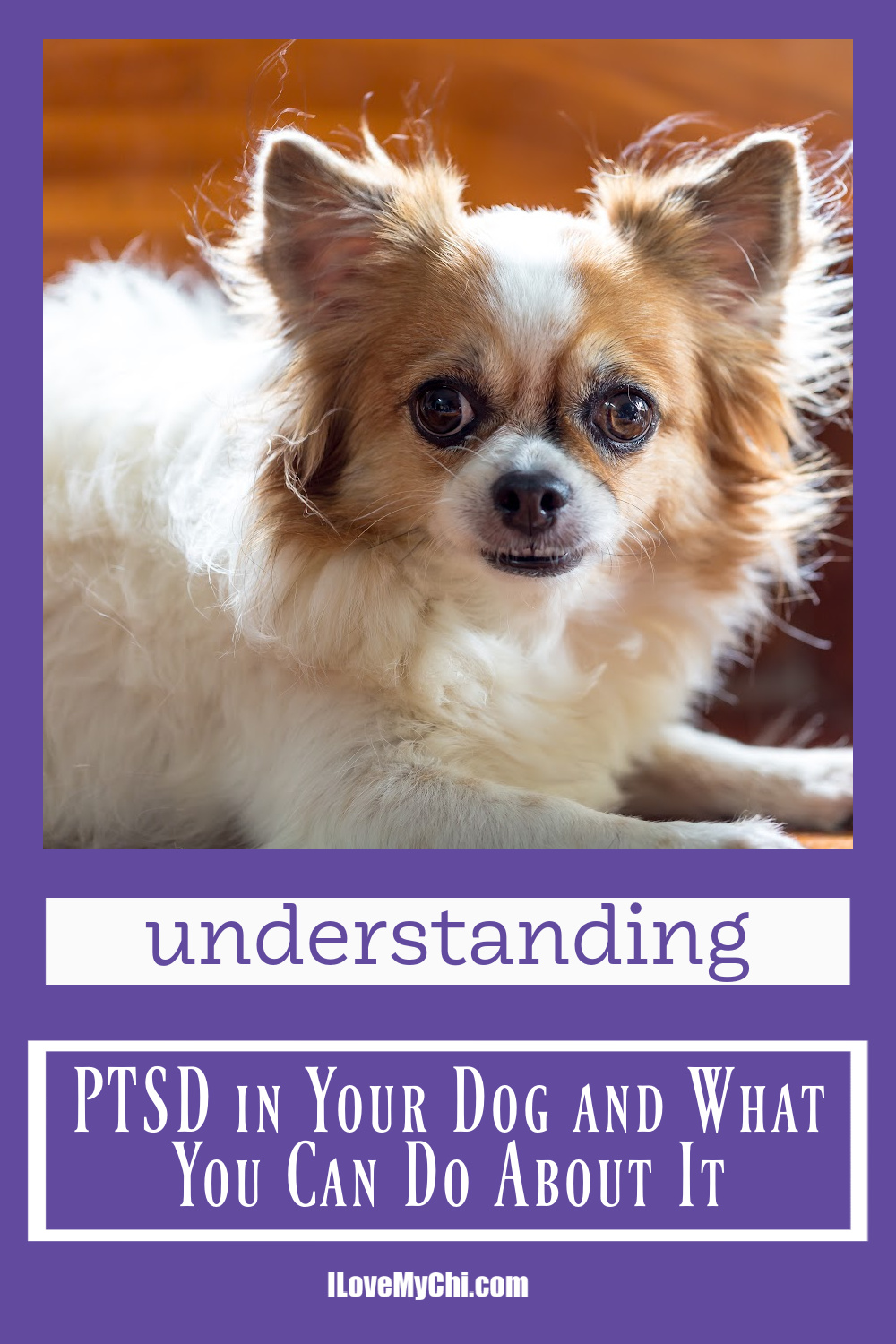 Understanding PTSD In Your Dog and What You Can Do - I Love My Chi