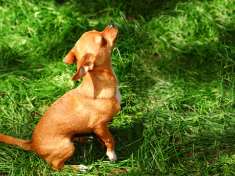 I Love My Chi -All about Chihuahu Dogs